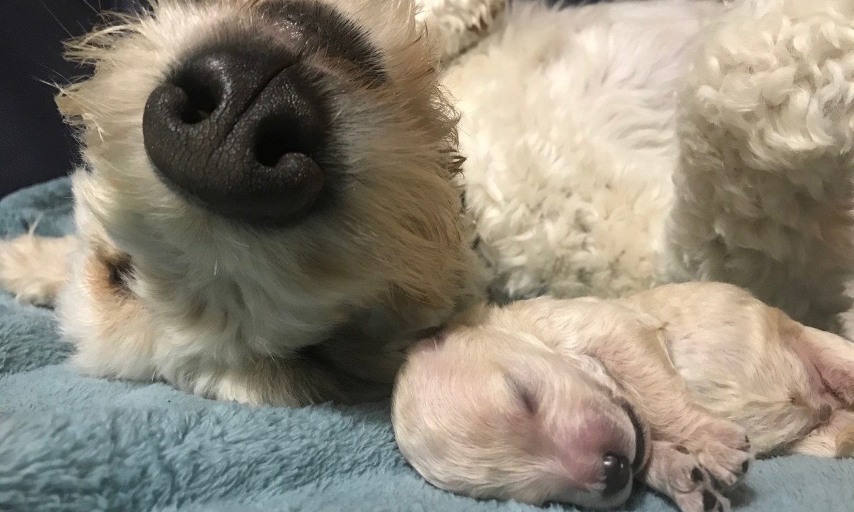 Celestial Puppies of 2020 – Celestial Doodles